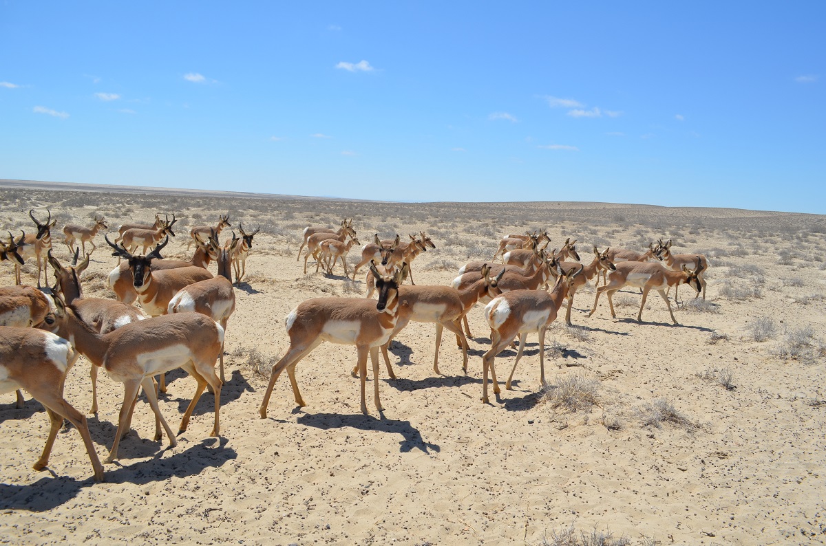 LA IMPACTANTE RESERVA DE LA BIÓSFERA EL VIZCAÍNO ES UN IMPERDIBLE DE ...